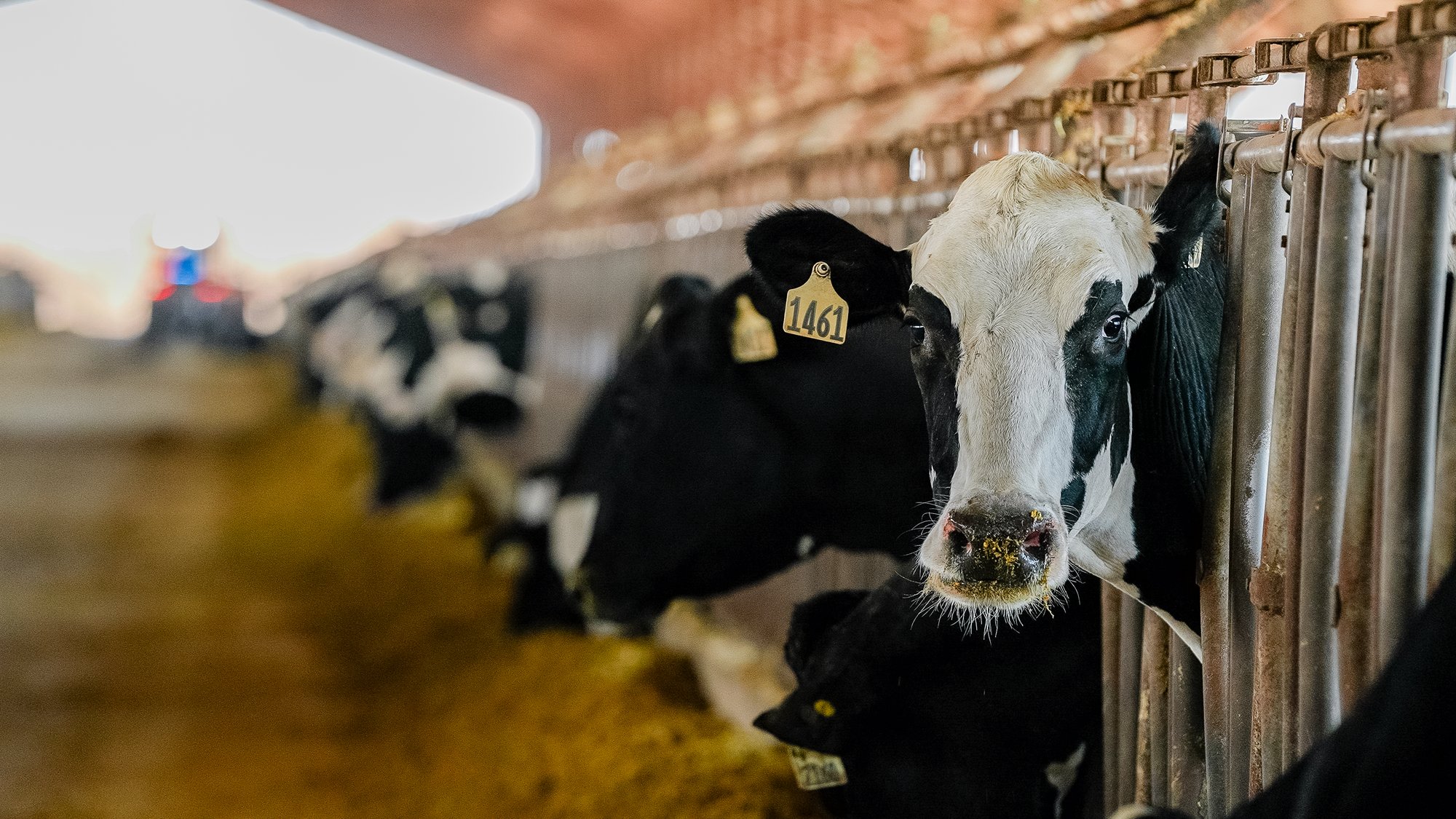 Monarch Announces Savings Program with Dairy Farmers of America - Blog