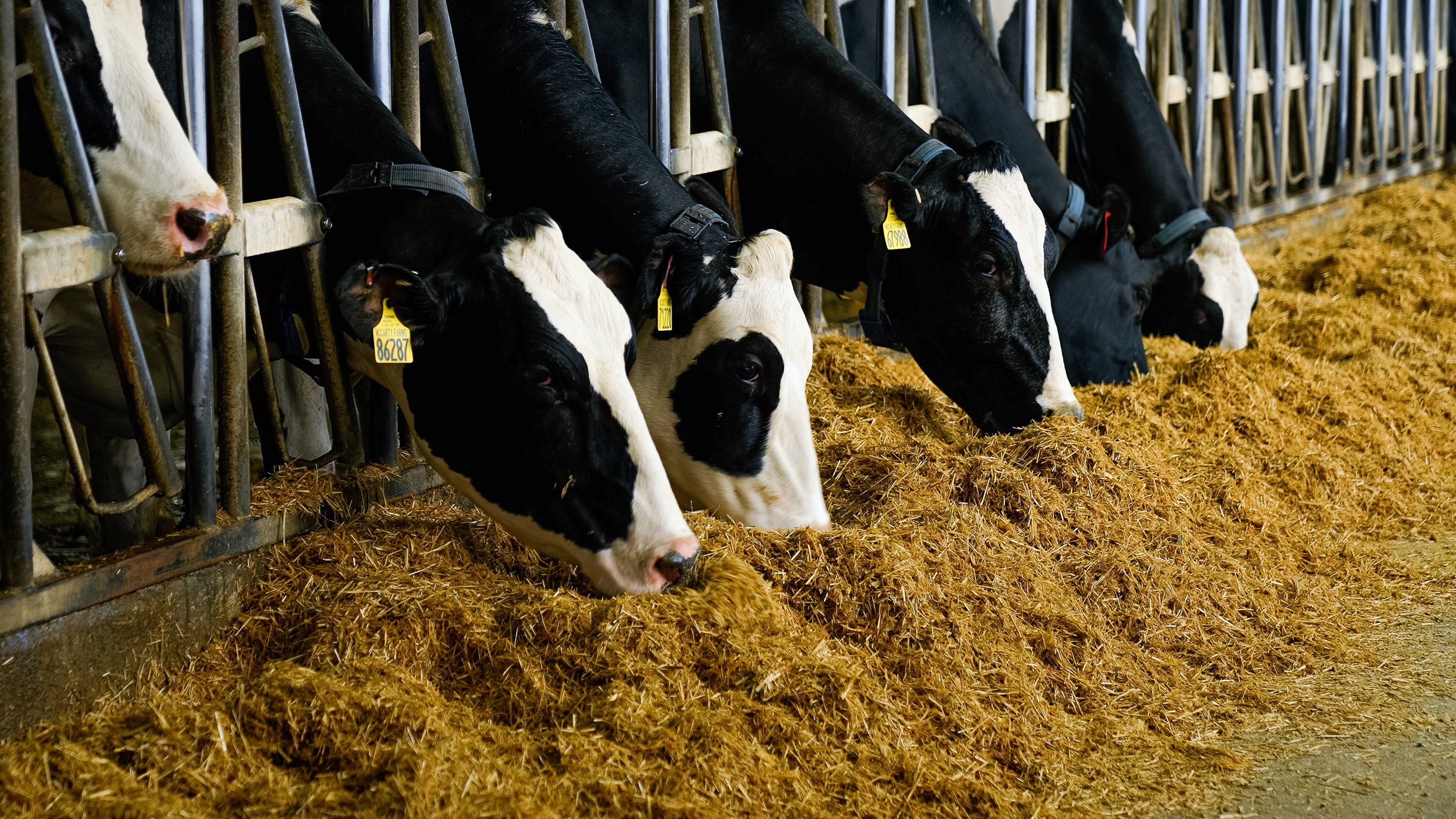 MK-V Dairy Tractor Brings Increased Milk Production, Labor Efficiency ...